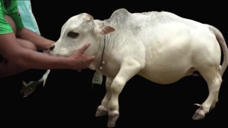 Smallest Cow in India | Size of smallest Cow - Business Sense